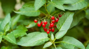 Cây cà gai leo là gì? Uống nước cây cà gai leo có tác dụng gì?